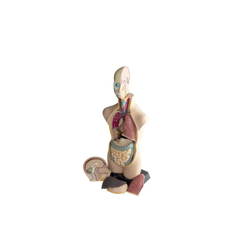 Human Anatomy Model (11pc) 50cm