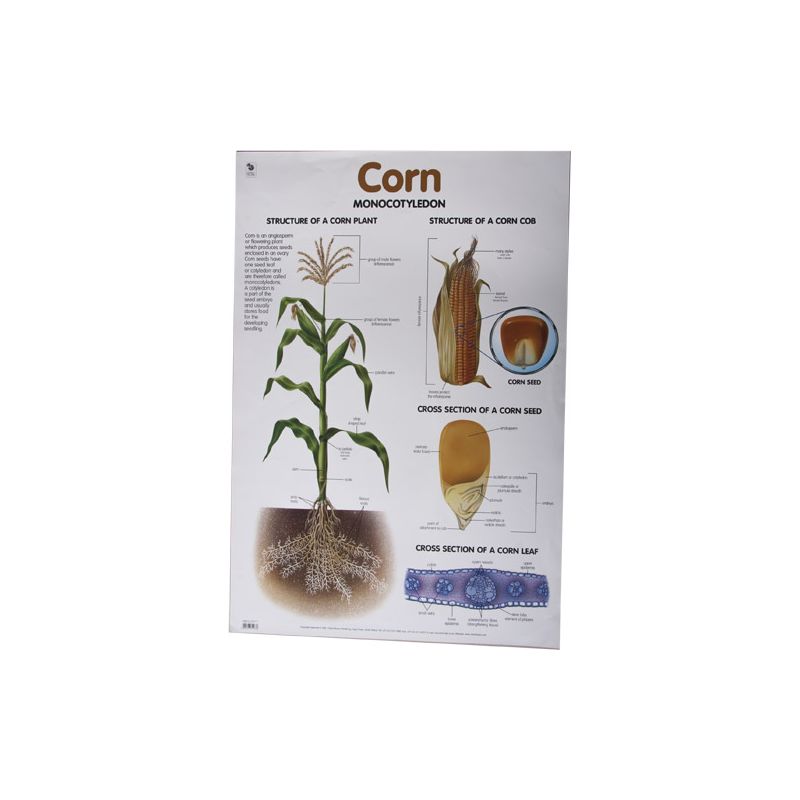 Poster - Corn