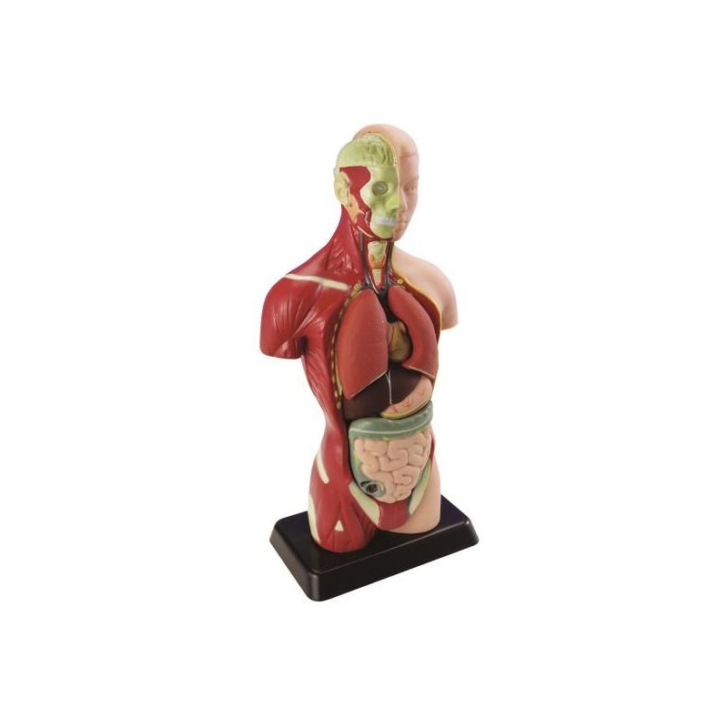 human anatomy model (8pc) 27cm | biology teaching | satoytrade