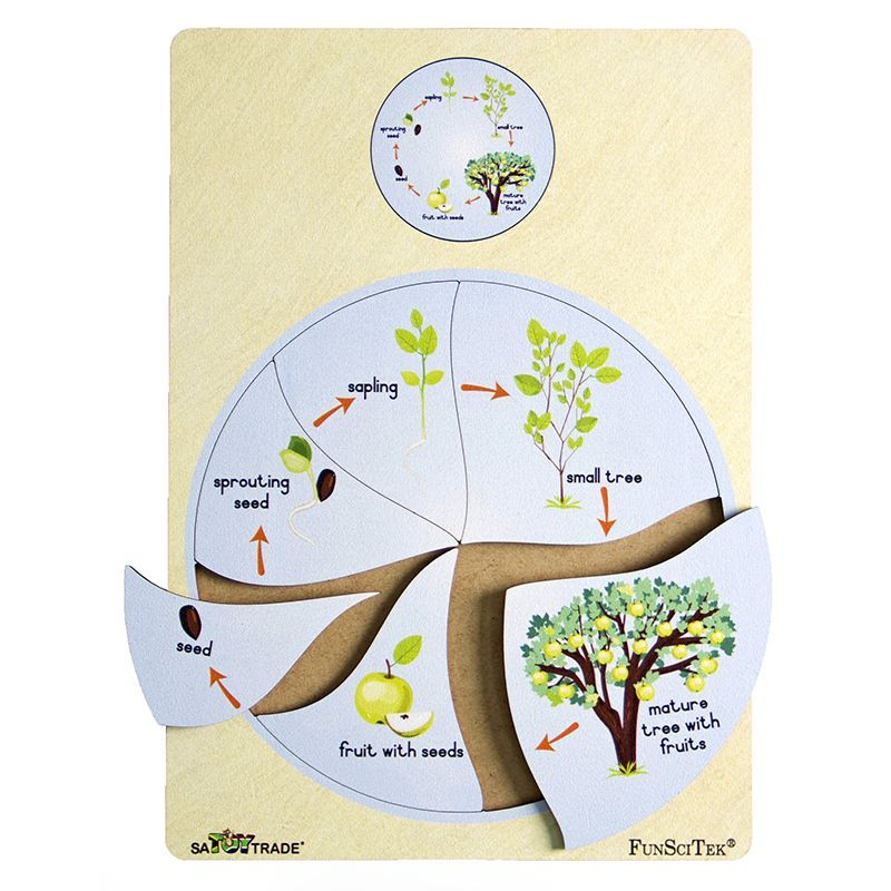 PZ Wood Frame - A4 6pc - Tree Life Cycle (SP)